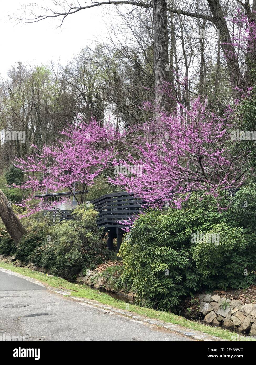 Vertical shot of beautiful trees with pink flowers in a park captured ...