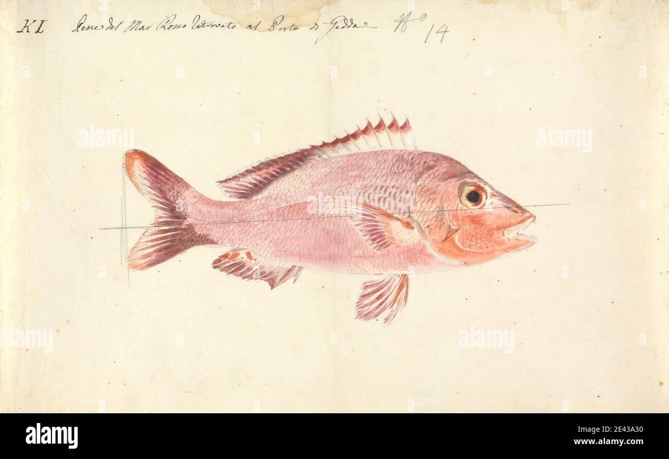 Luigi Balugani, 1737â€“1770, Italian, A Fish from the Red Sea, undated ...