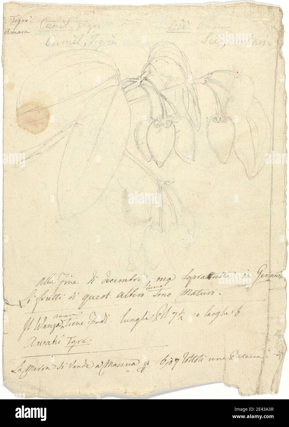 Luigi Balugani, 1737â€“1770, Italian, Kummel (Mimsuops kummel), undated ...