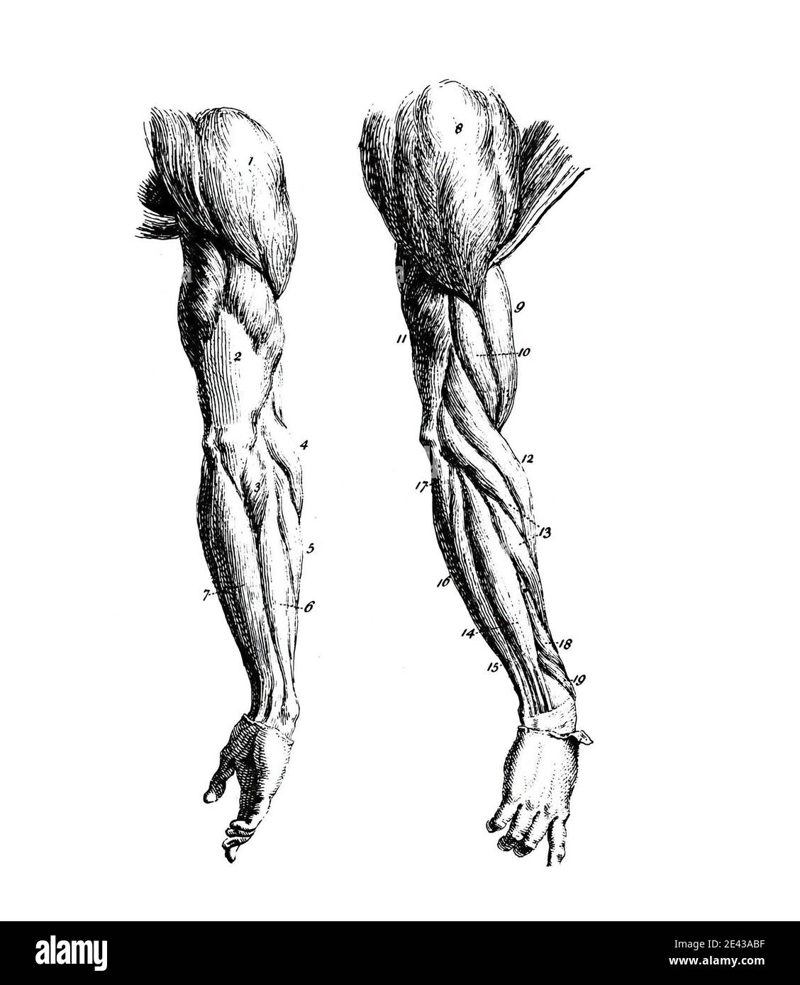 Vertical illustration of a human a, specifically showing all of the ...