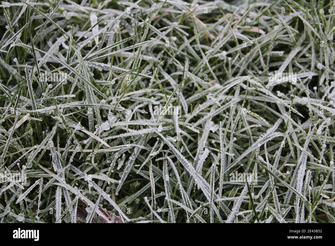 Frozen grass up close hi-res stock photography and images - Alamy