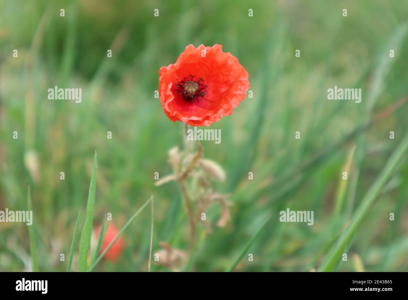 Poppy and wildflowers hi-res stock photography and images - Alamy