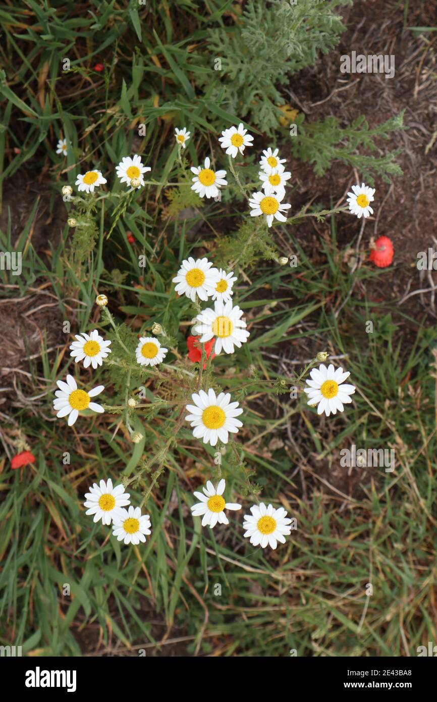 Flowers scentless mayweed hi-res stock photography and images - Alamy