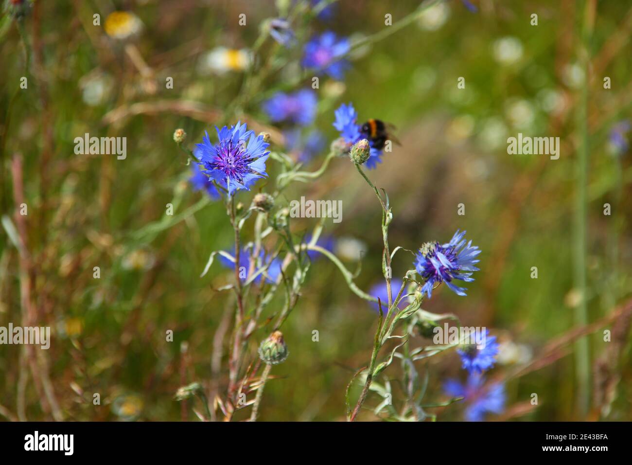 Wild cornflowers with bee Stock Photo - Alamy