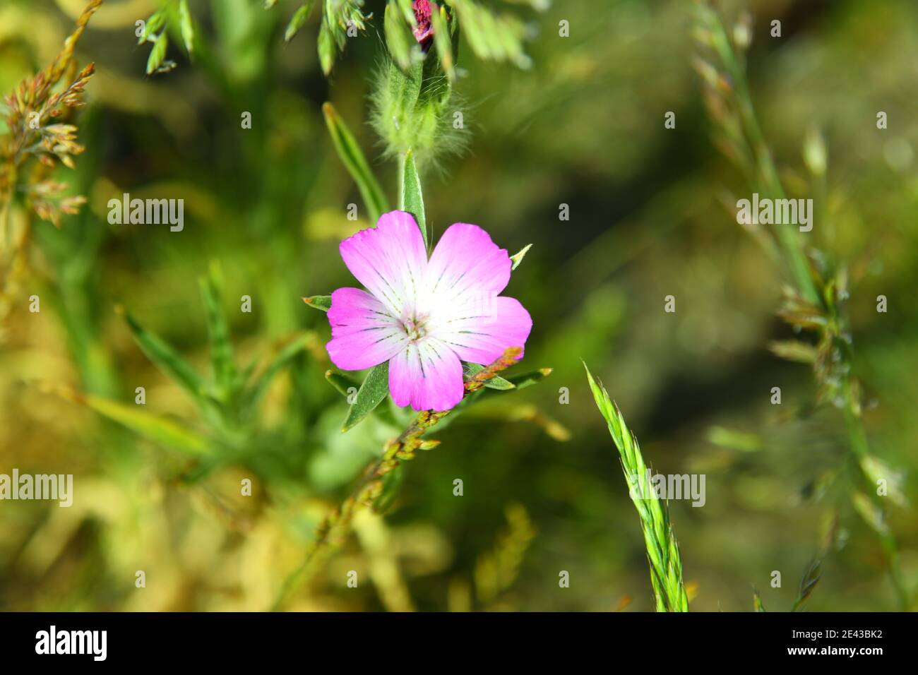 Agrostemma wildflowers hi-res stock photography and images - Alamy