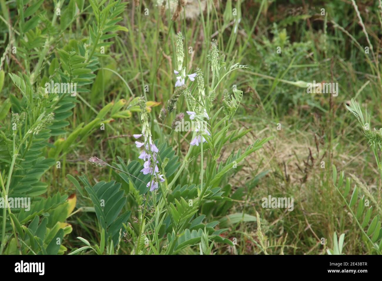 Wild Goat's Rue Stock Photo - Alamy