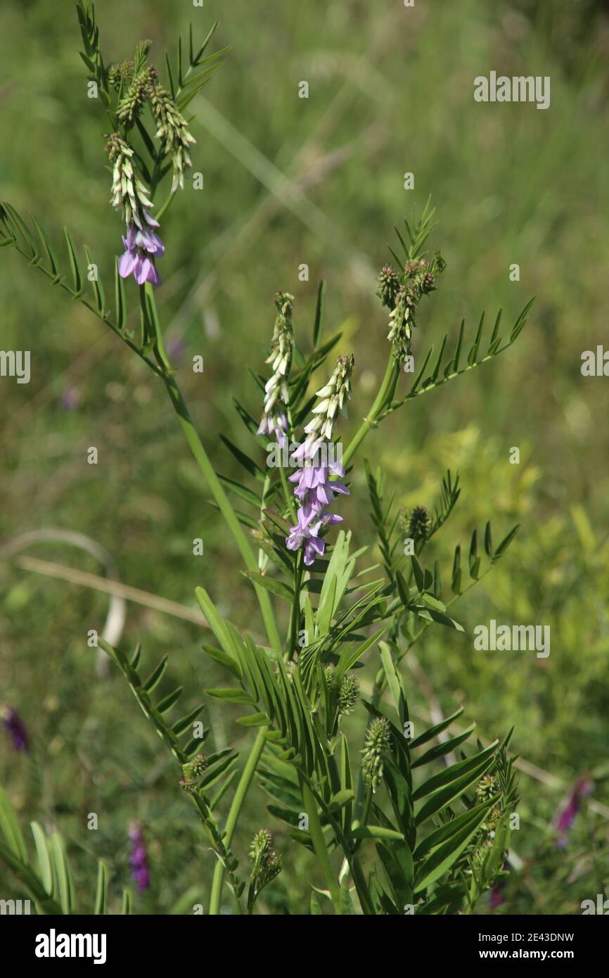 Wild Goat's Rue Stock Photo - Alamy