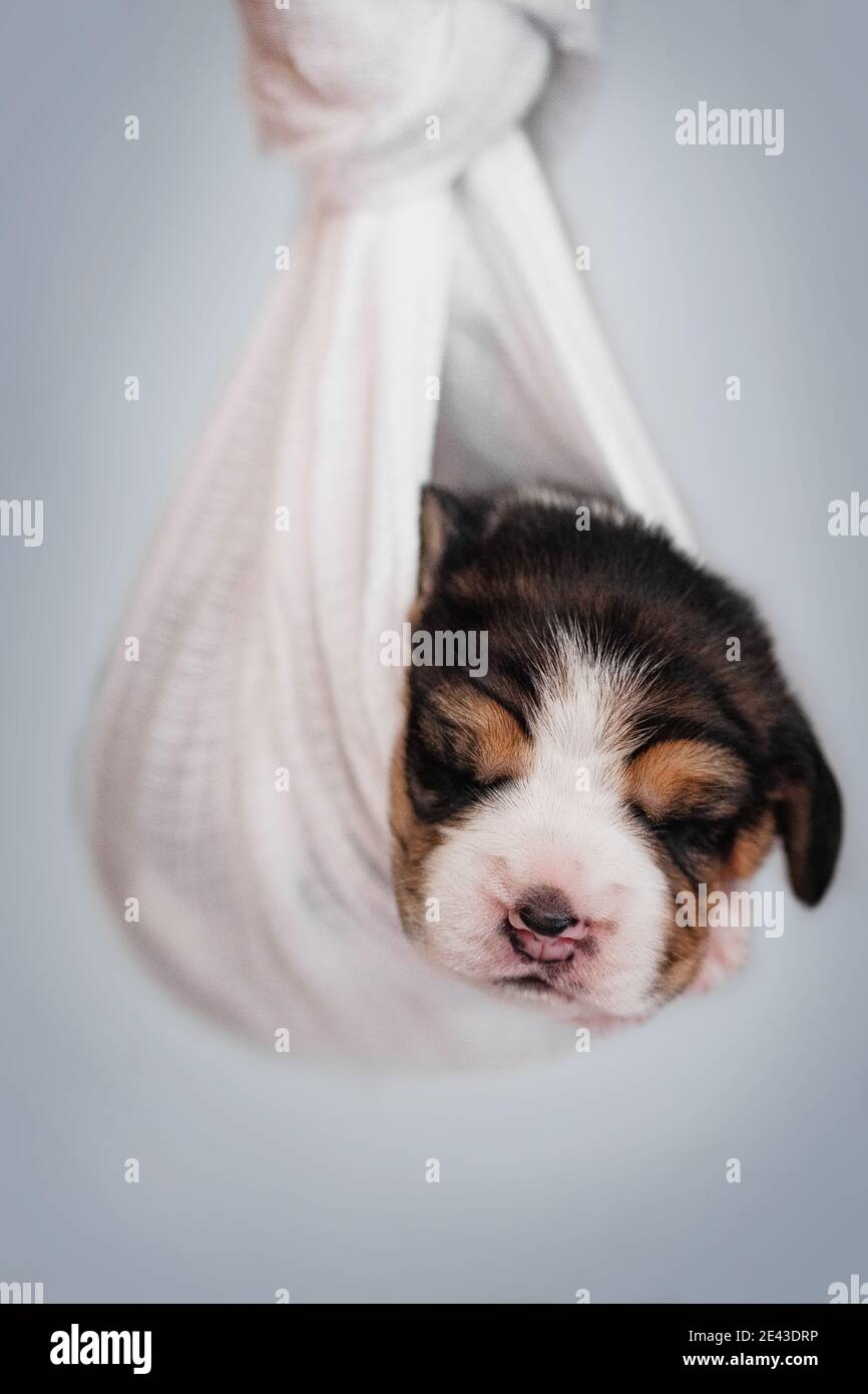 small new borne newborn beagle puppy Stock Photo - Alamy