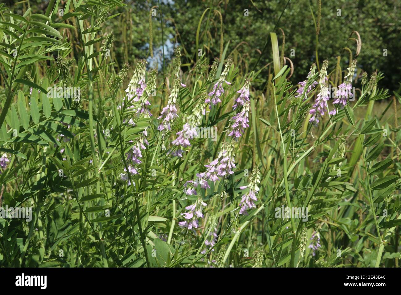 Goats rue hi-res stock photography and images - Alamy