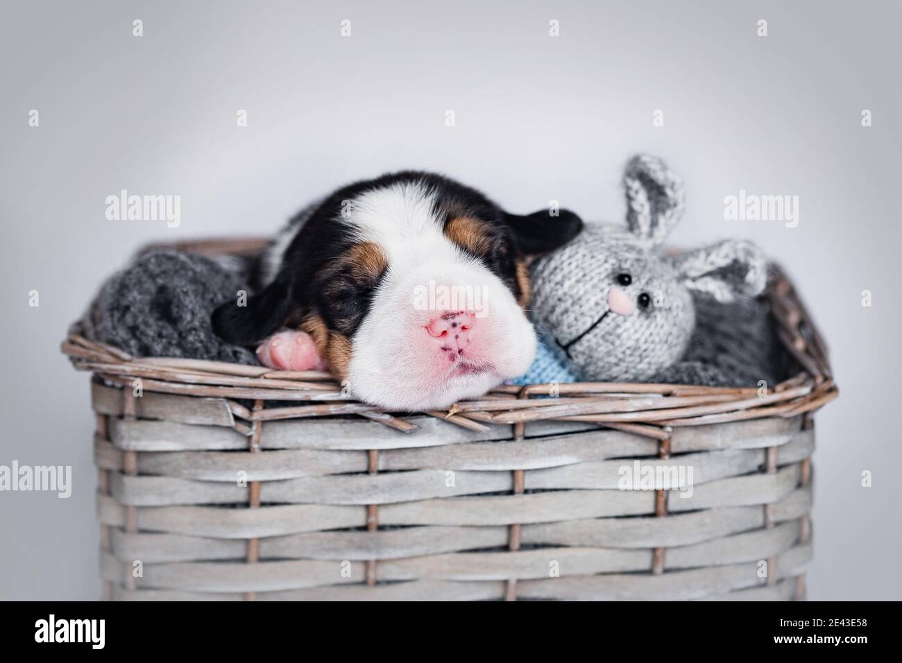 small new borne newborn beagle puppy Stock Photo - Alamy