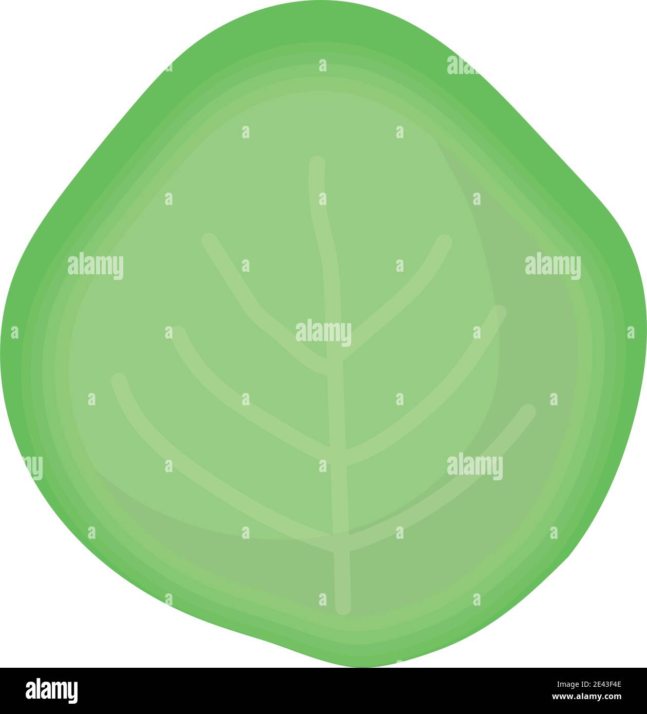 cabbage with a green color Stock Vector Image & Art - Alamy