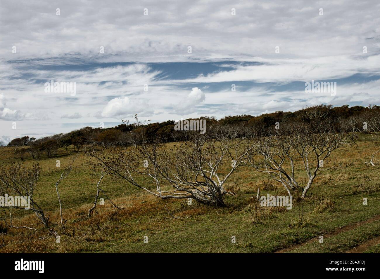 Landscape of the dead field in Hokkaido Stock Photo - Alamy