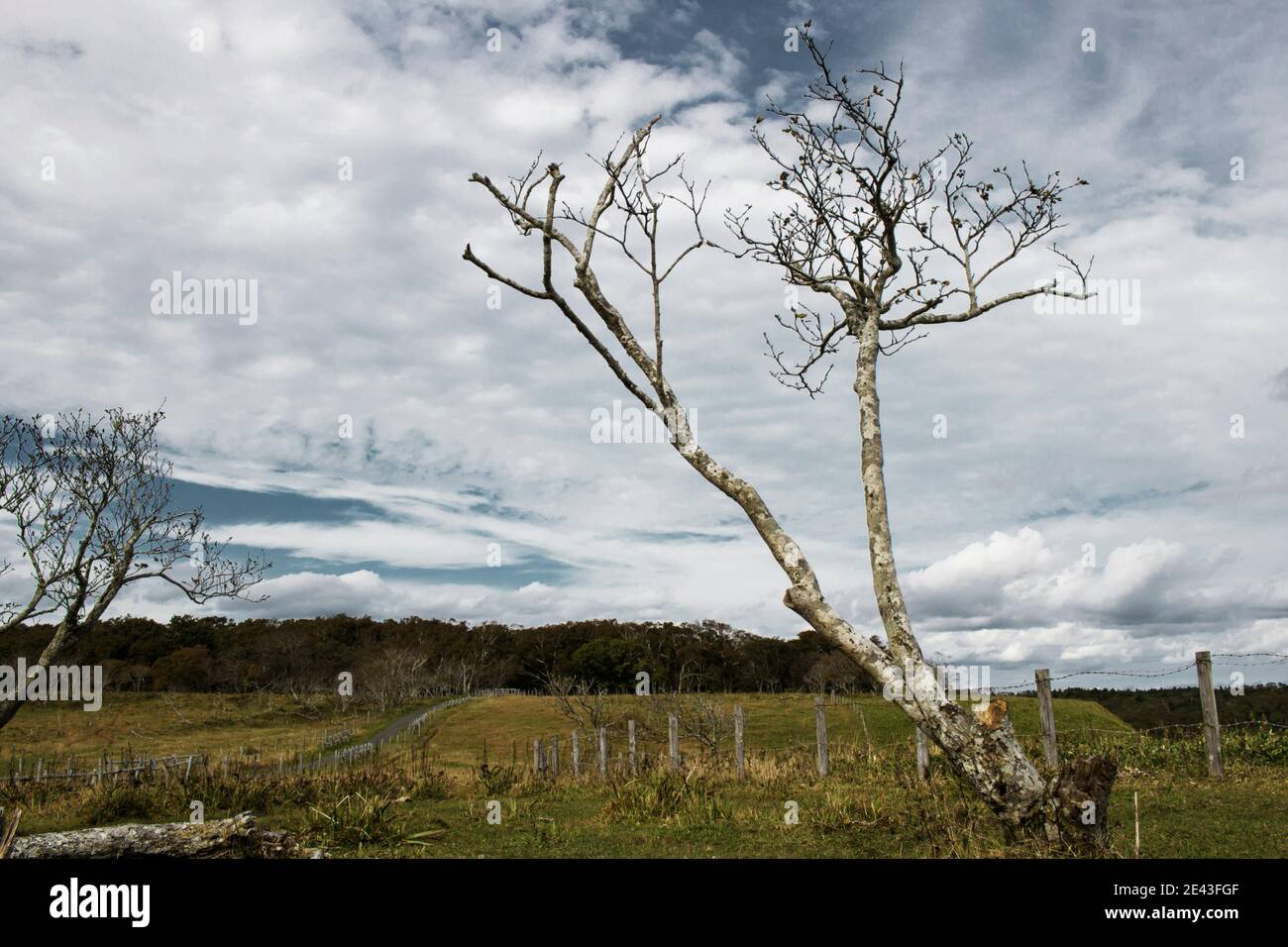 Landscape of the dead field in Hokkaido Stock Photo - Alamy