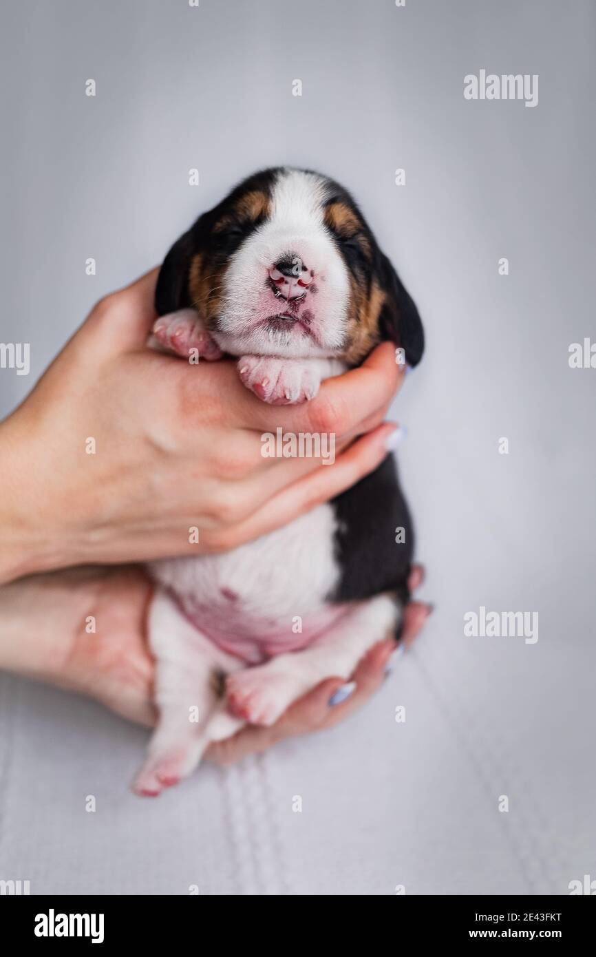 small new borne newborn beagle puppy Stock Photo - Alamy