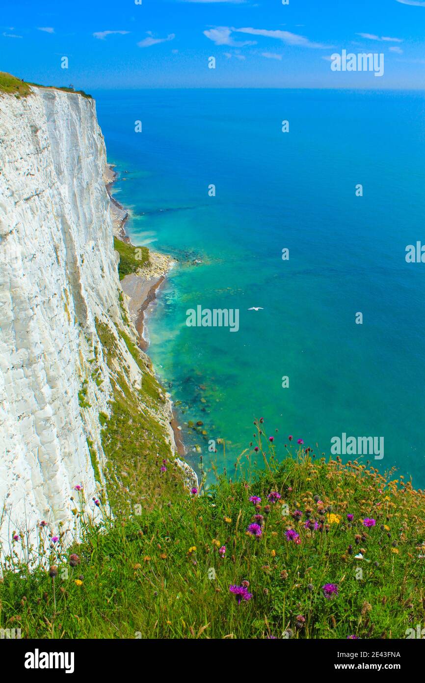 The White Cliffs of Dover, part of the North Downs formation, is the ...