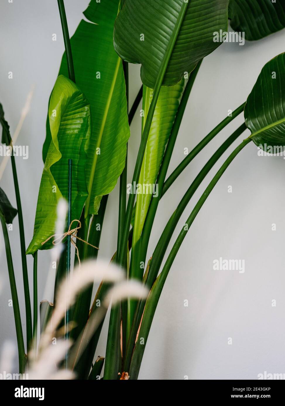 Vertical closeup of banana leaves in a room with a white background ...