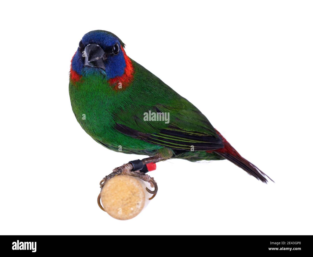 Red eared parrotfinch aka Erythrura colori bird, isolated on white ...