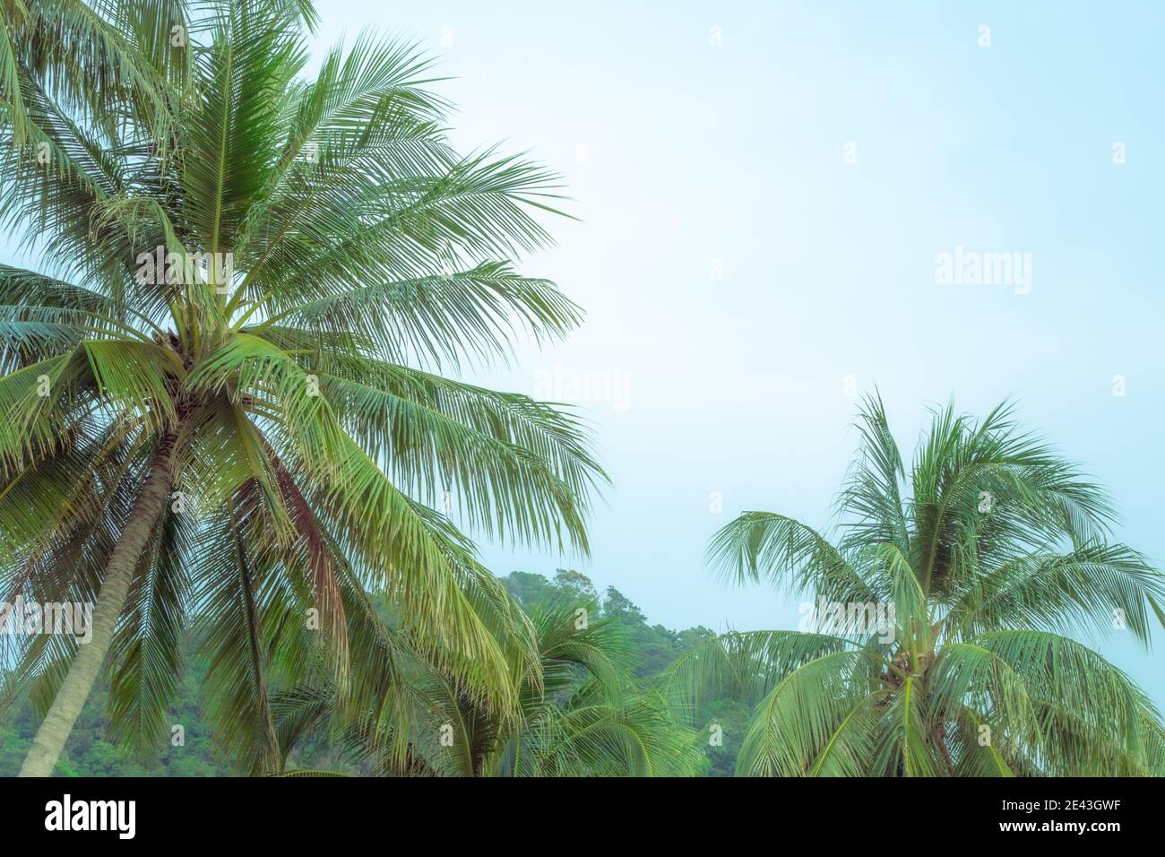 green fluffy palm trees against the sky, copy space, summer vacation in ...
