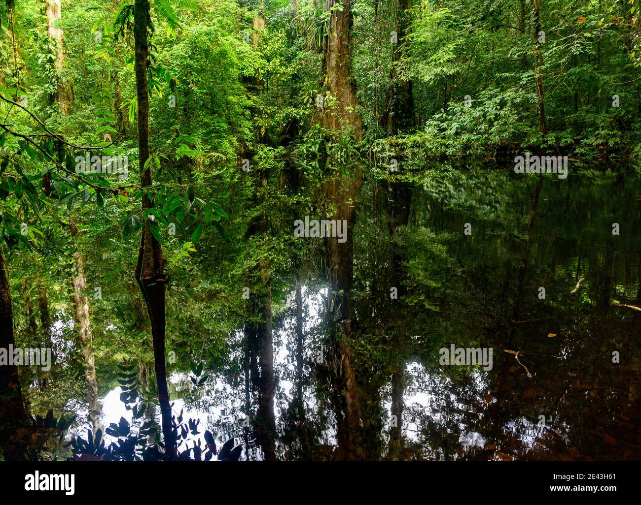 Rainforest dense asia jungle hi-res stock photography and images - Alamy