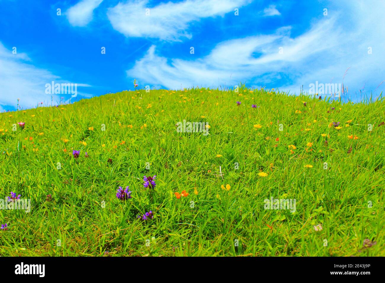 Beautiful wild flowers on green meadow against bright blue skies at ...