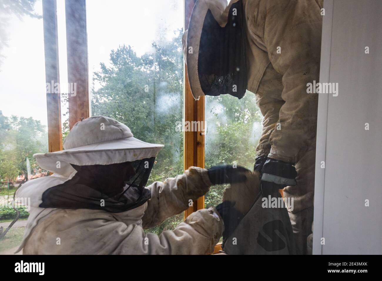 Destruction of the bee nest Stock Photo - Alamy
