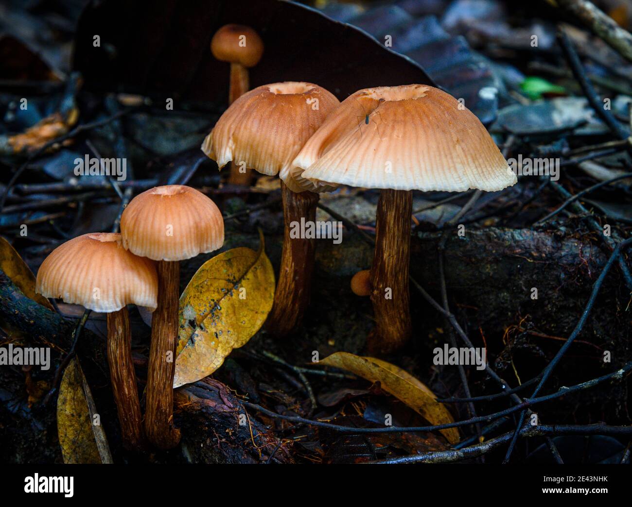 Rainforest Saprophytes