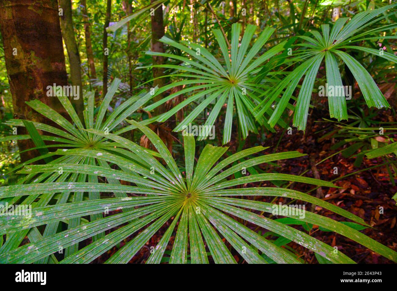 Chinese windmill palm in the tropical rainforest Stock Photo - Alamy