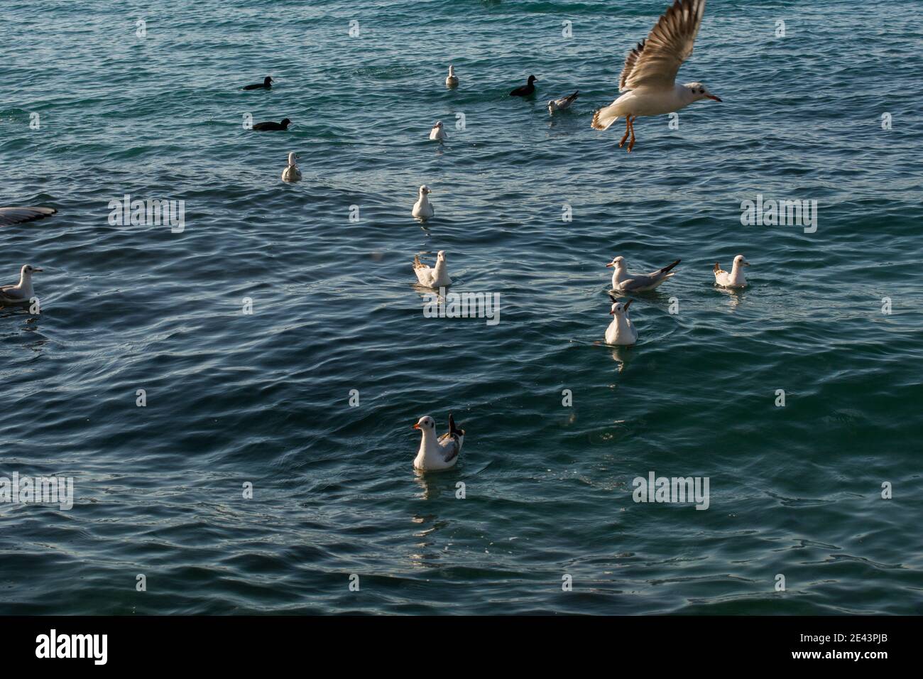Seagull swimming and on and flying over the ocean Stock Photo - Alamy