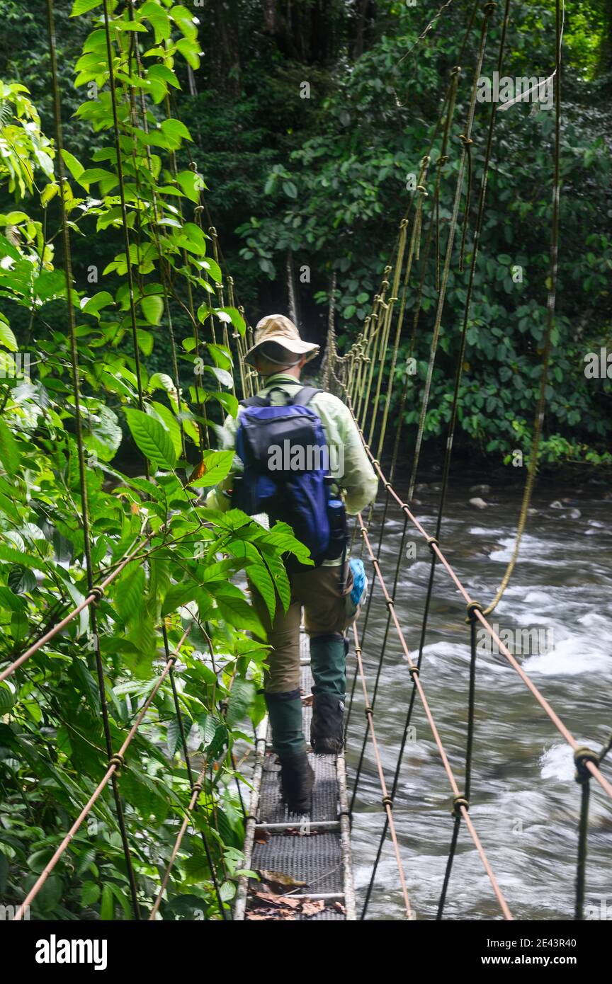 Tropical jungle with bridge hi-res stock photography and images - Alamy
