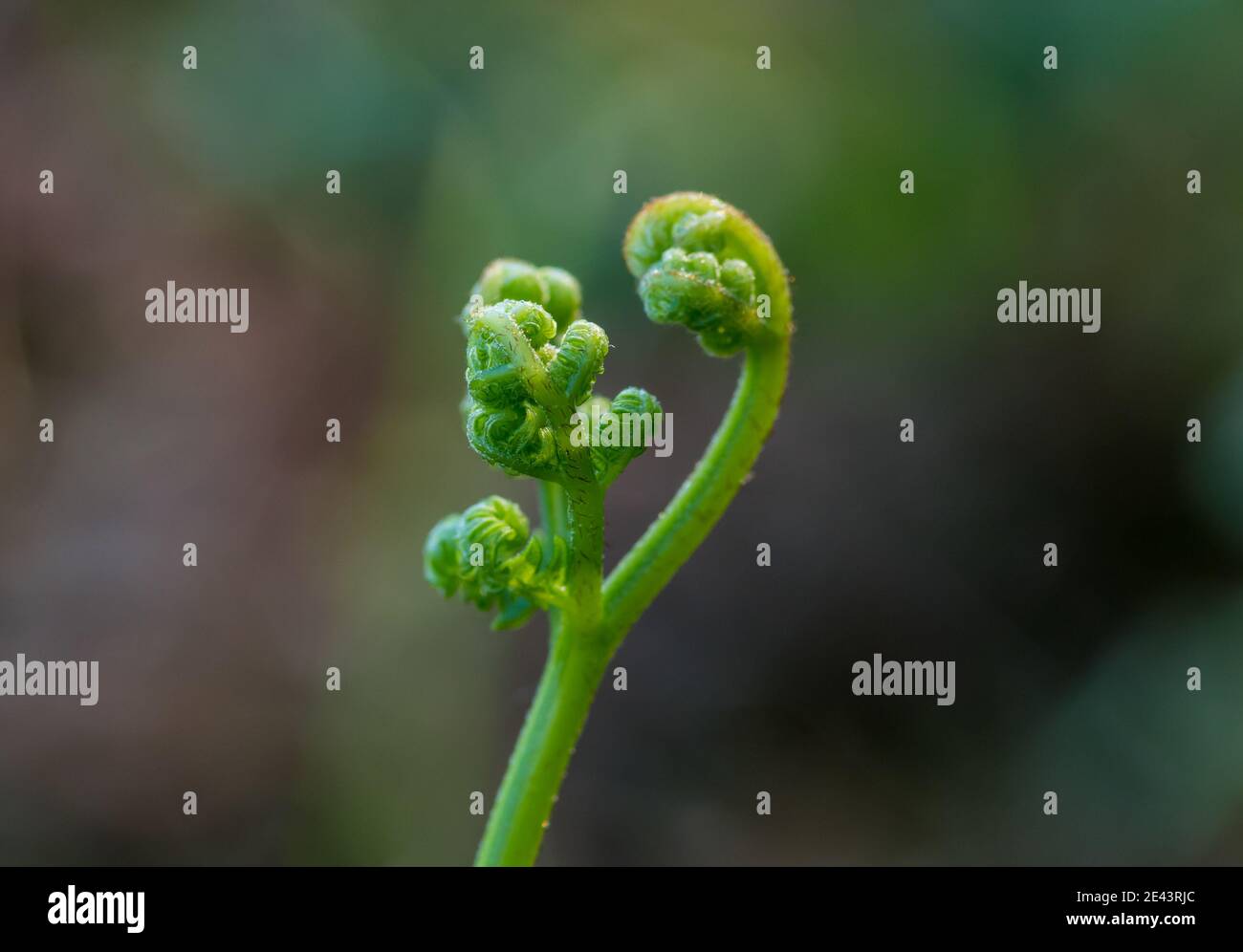 Selective focus shot of an exotic plant with curly leaves Stock Photo ...
