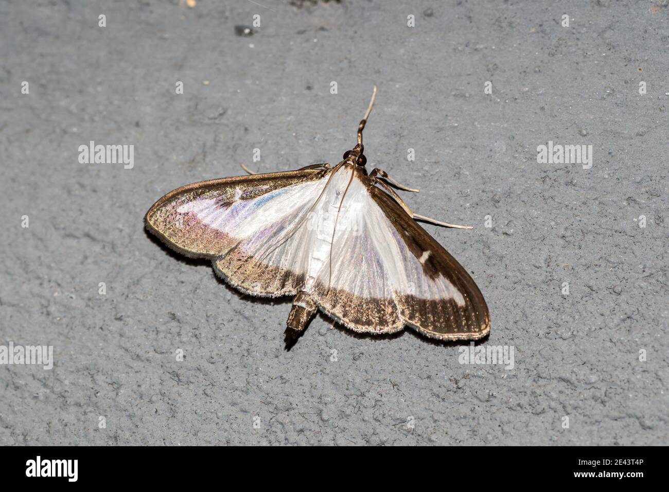 Closeup shot of a moth with nice and neat patterns on the wings on a ...
