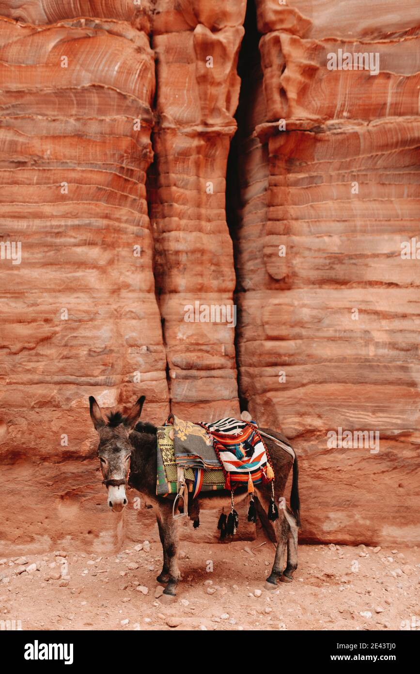 Donkey Side View Cute High Resolution Stock Photography and Images - Alamy
