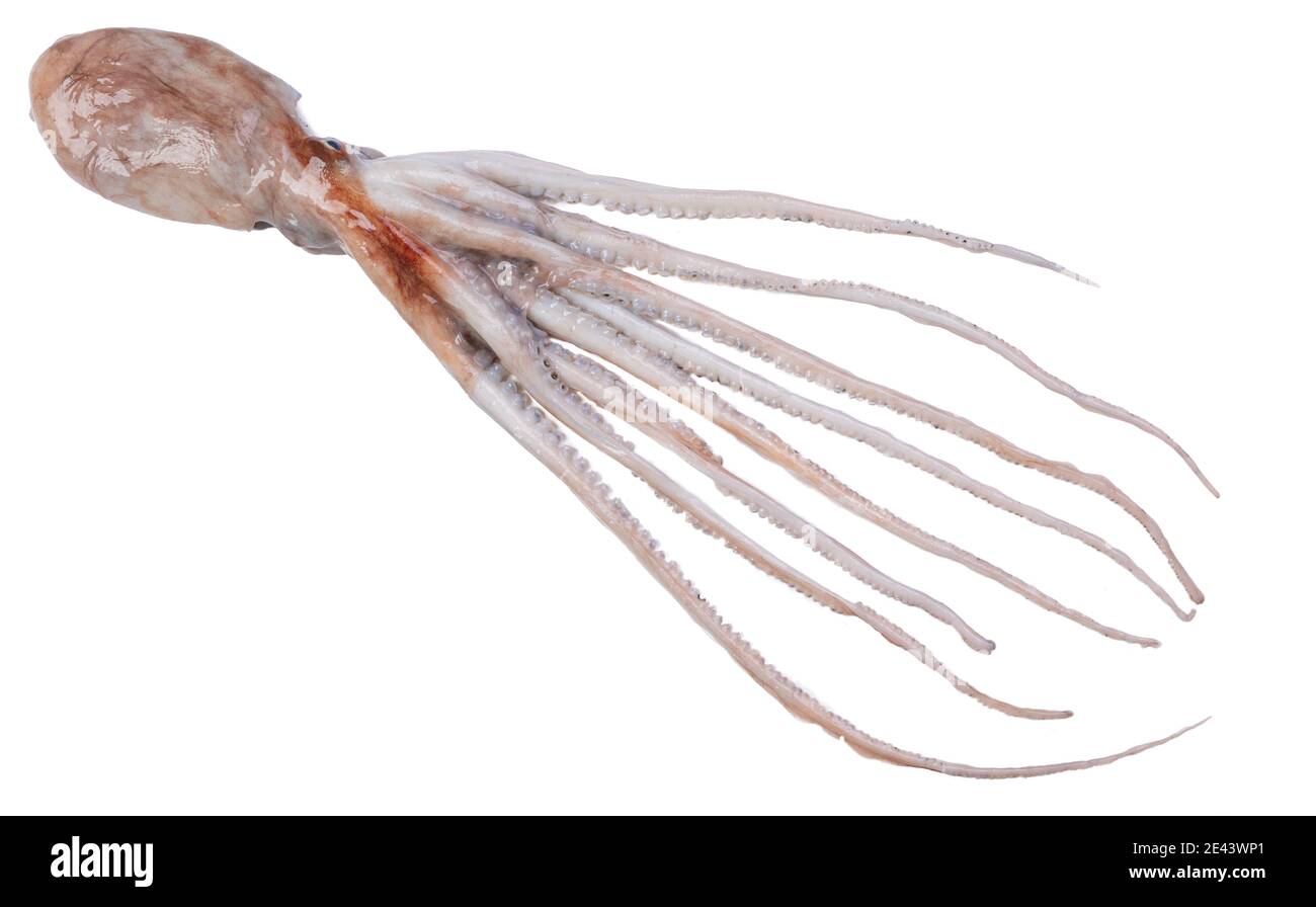 Fresh fish, octopus on white background Stock Photo - Alamy
