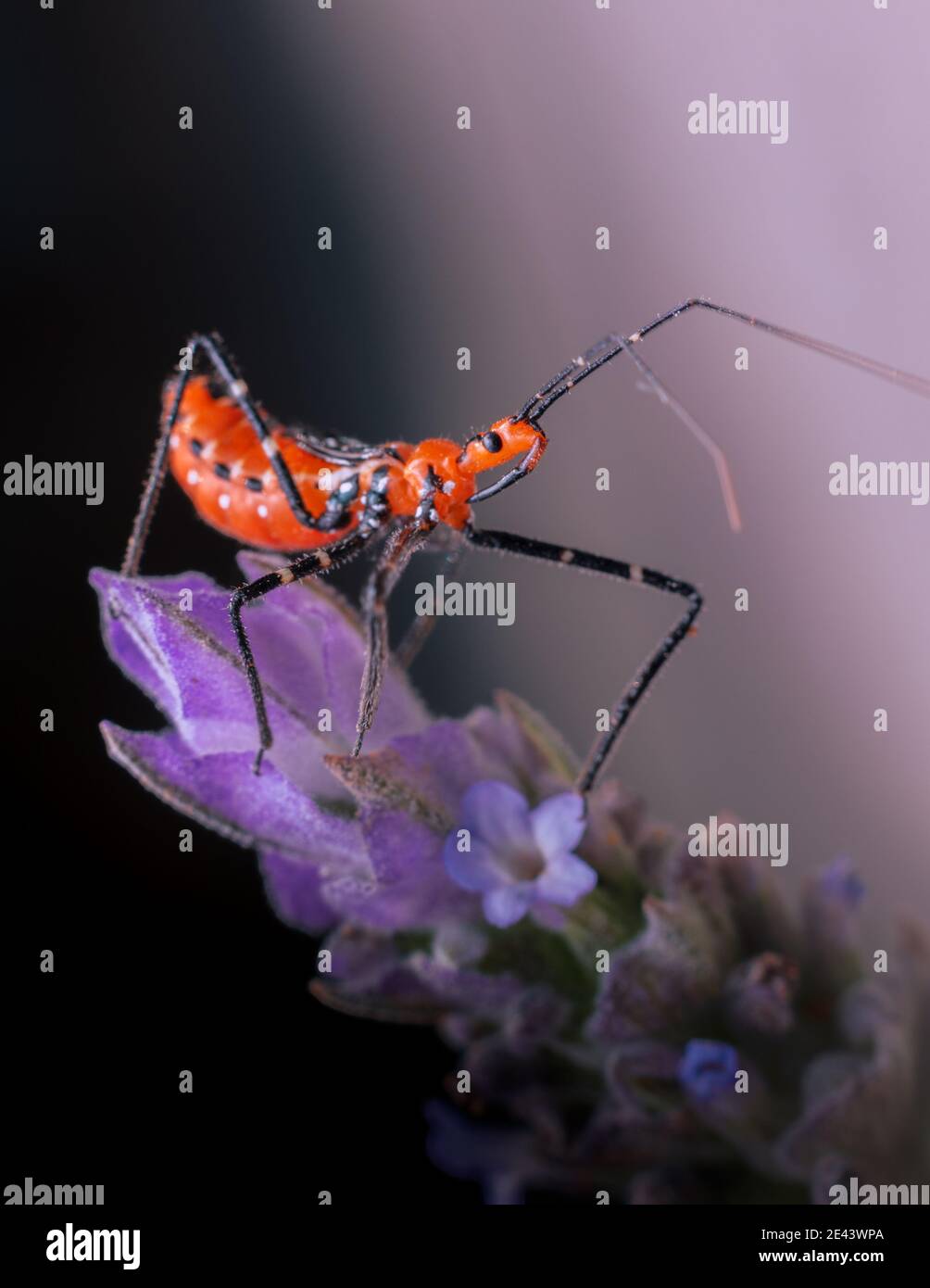 Macro shot of a red assassin bug on a purple flower Stock Photo - Alamy