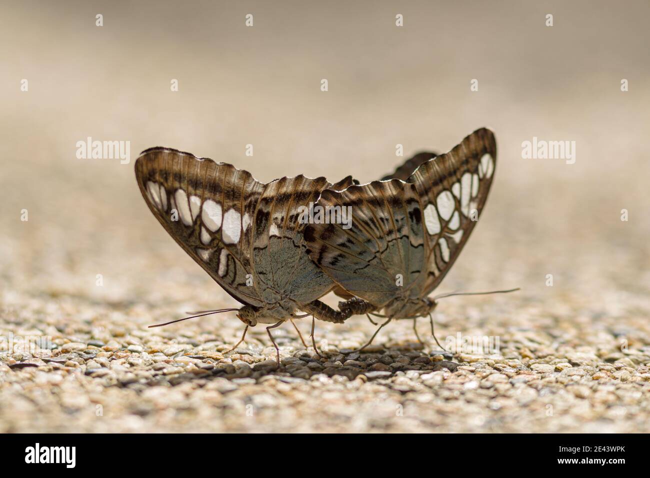 Pairing of butterflies hi-res stock photography and images - Alamy