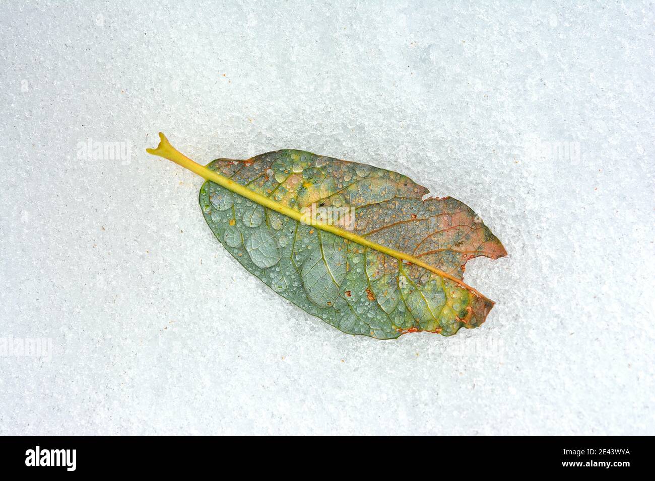 From above of green fallen leaf placed on cold snowy ground in winter ...