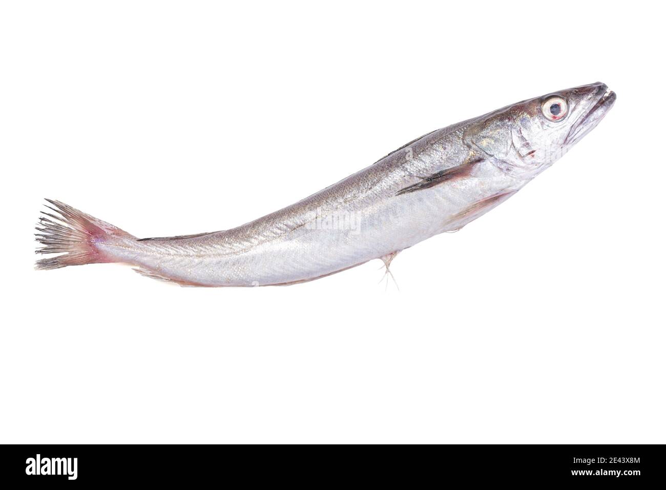 Fresh fish, hake on white background Stock Photo - Alamy