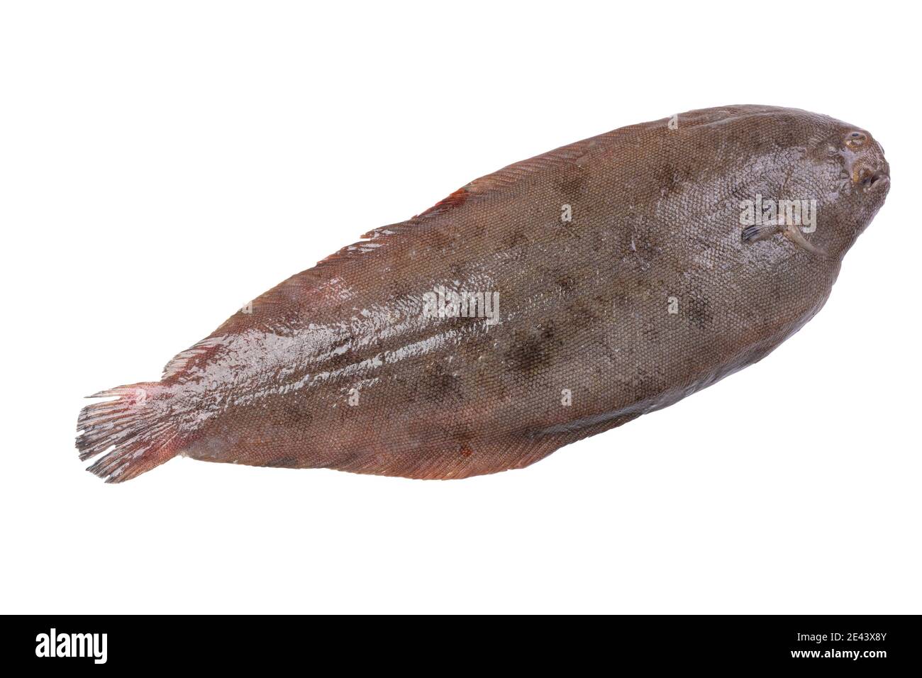 Fresh flatfish, sole on white background Stock Photo - Alamy