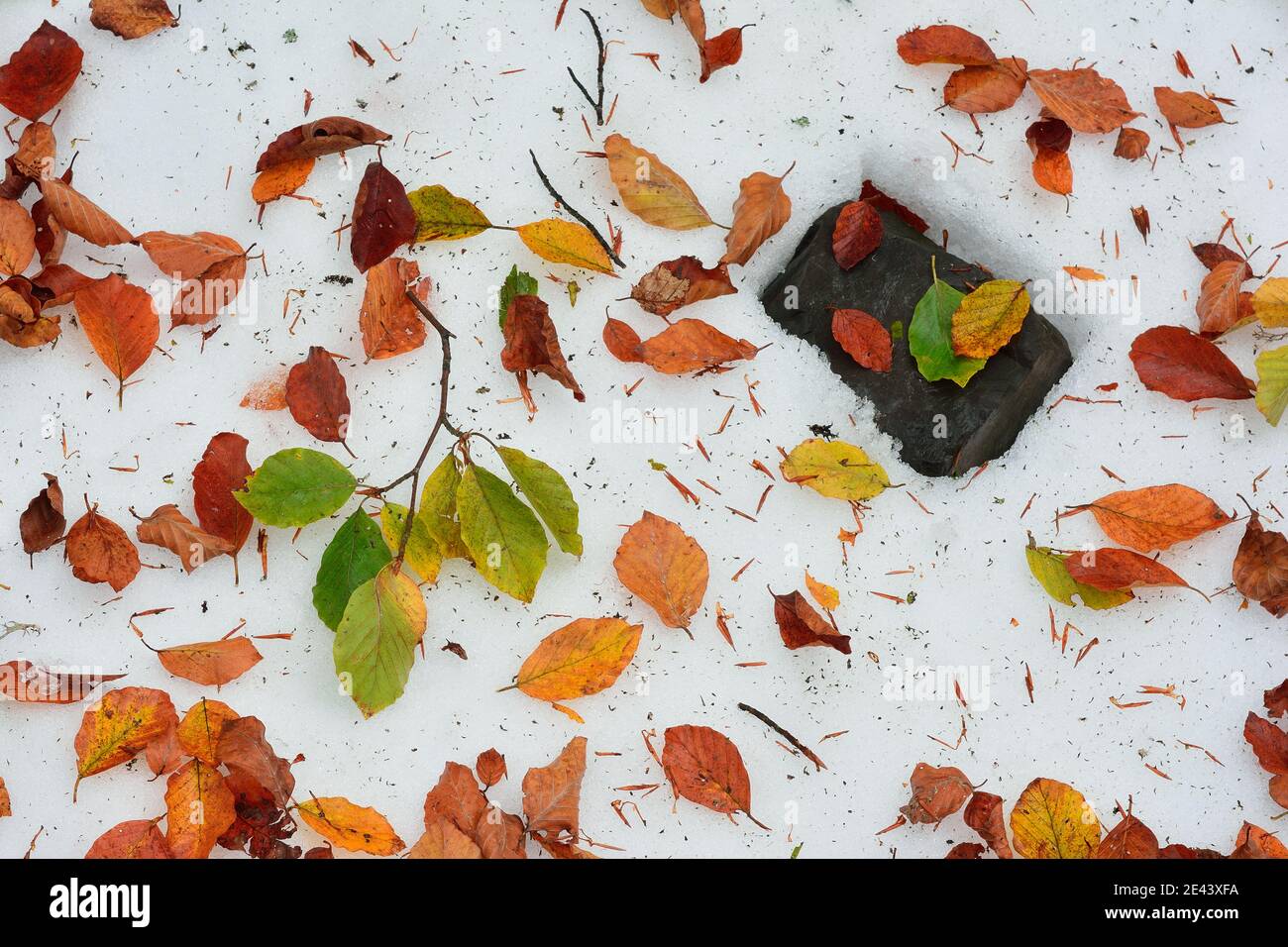 Top view of colorful fallen leaves scattered on snowy ground in nature ...