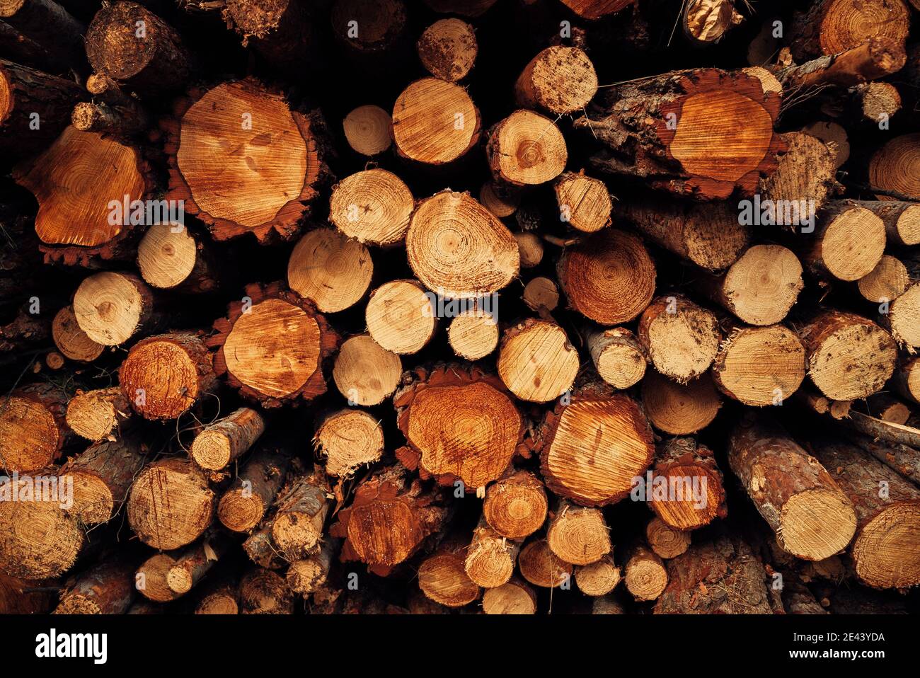 Pile of cut tree trunks and branches arranged together in forest as ...