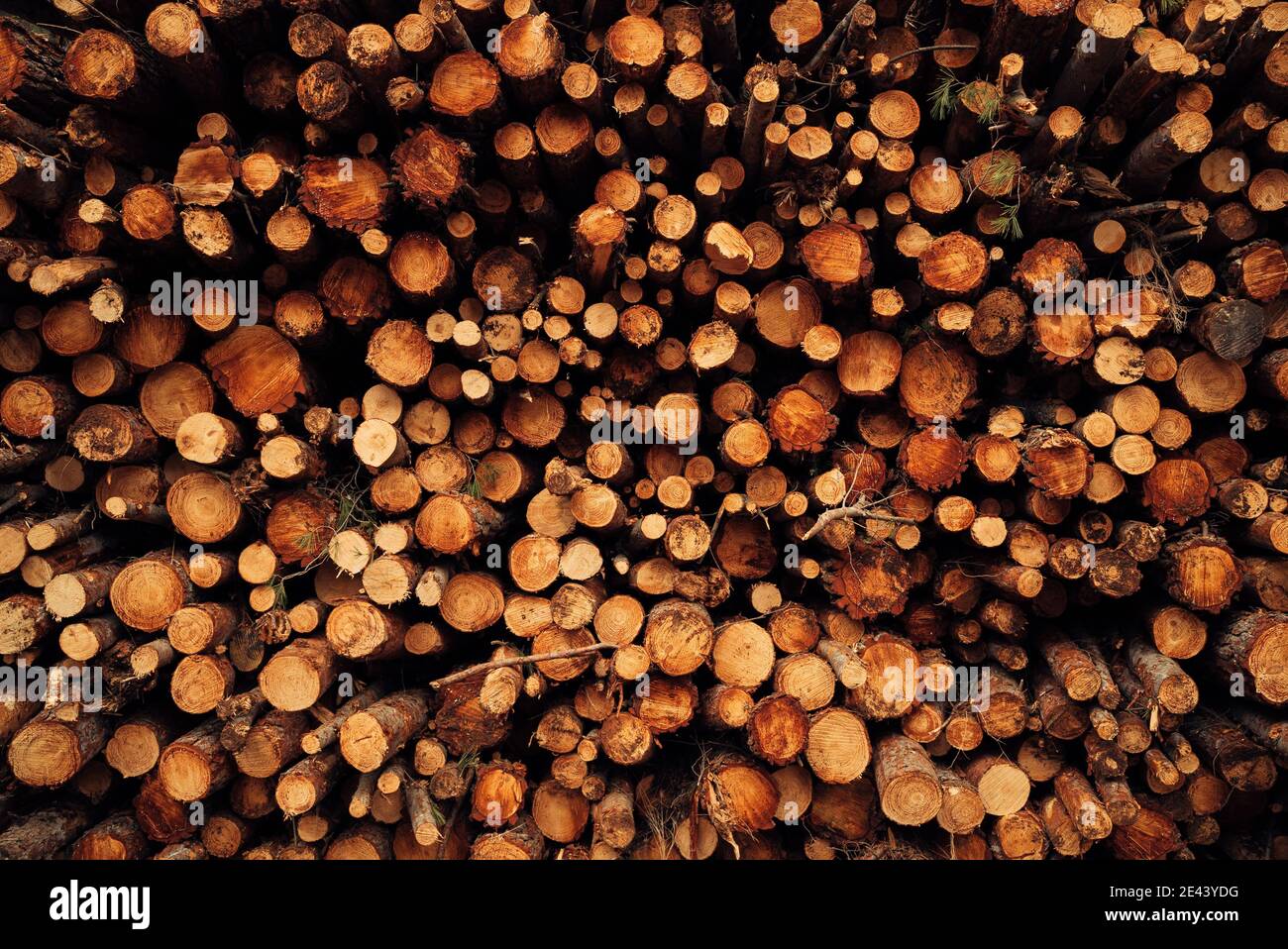 Pile of cut tree trunks and branches arranged together in forest as ...