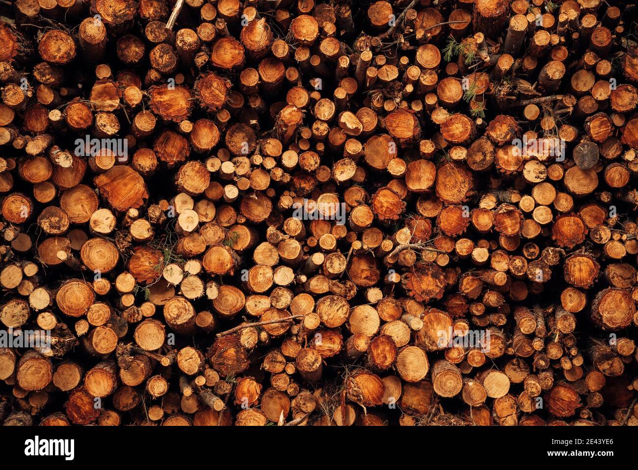 Pile of cut tree trunks and branches arranged together in forest as ...