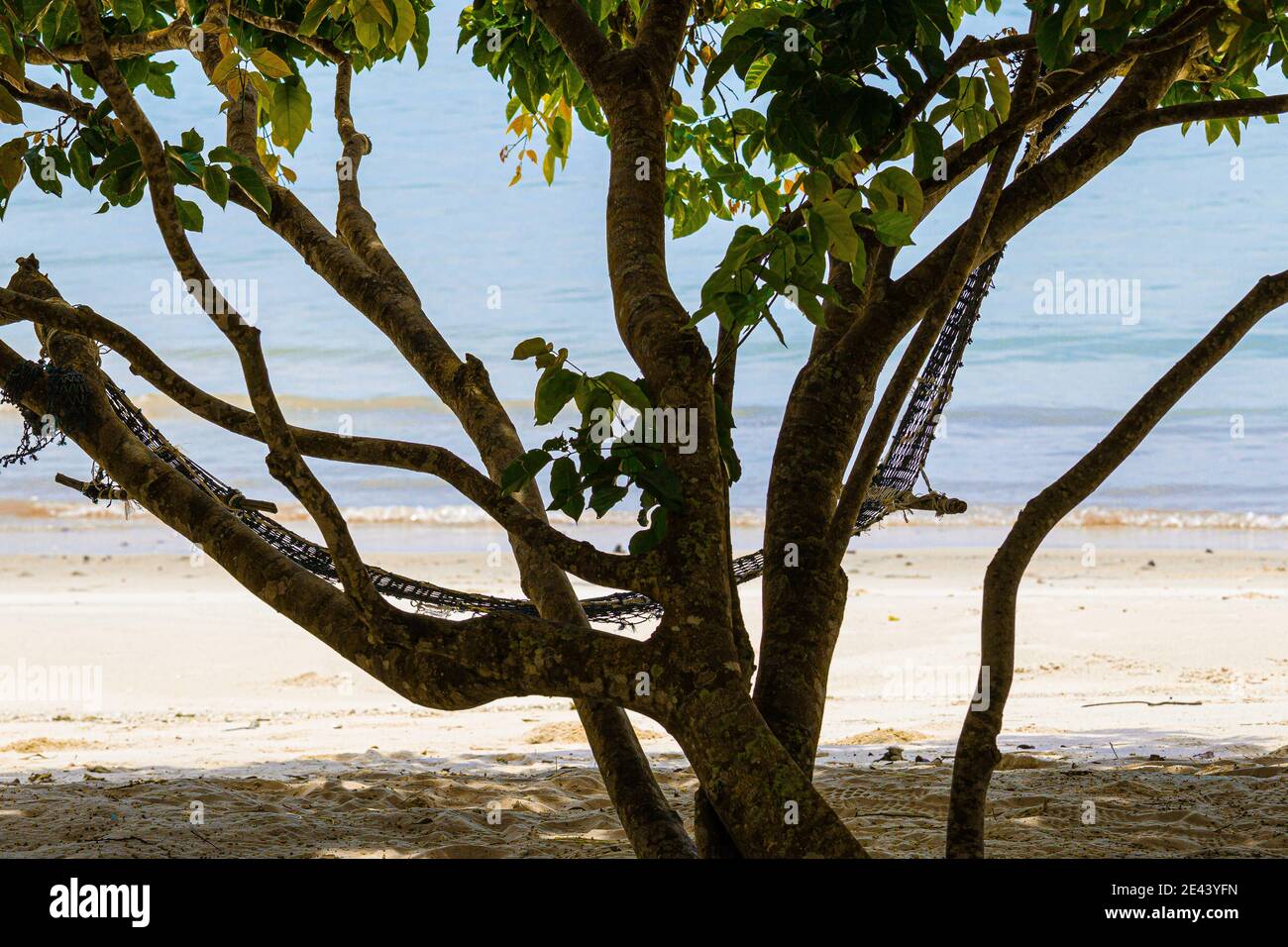 Tree with a hammock under shadow near beach Stock Photo - Alamy