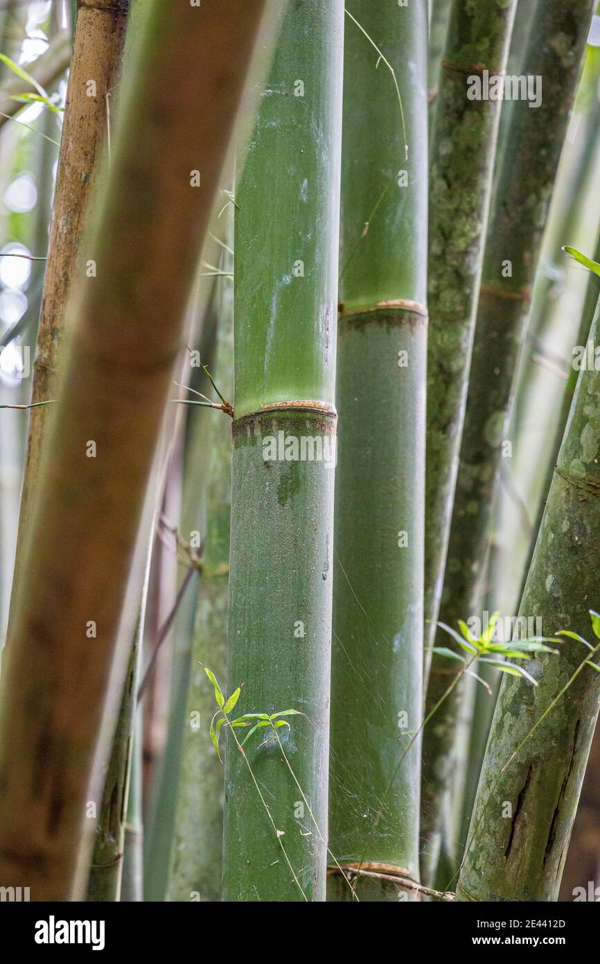 Bamboo rods hi-res stock photography and images - Alamy