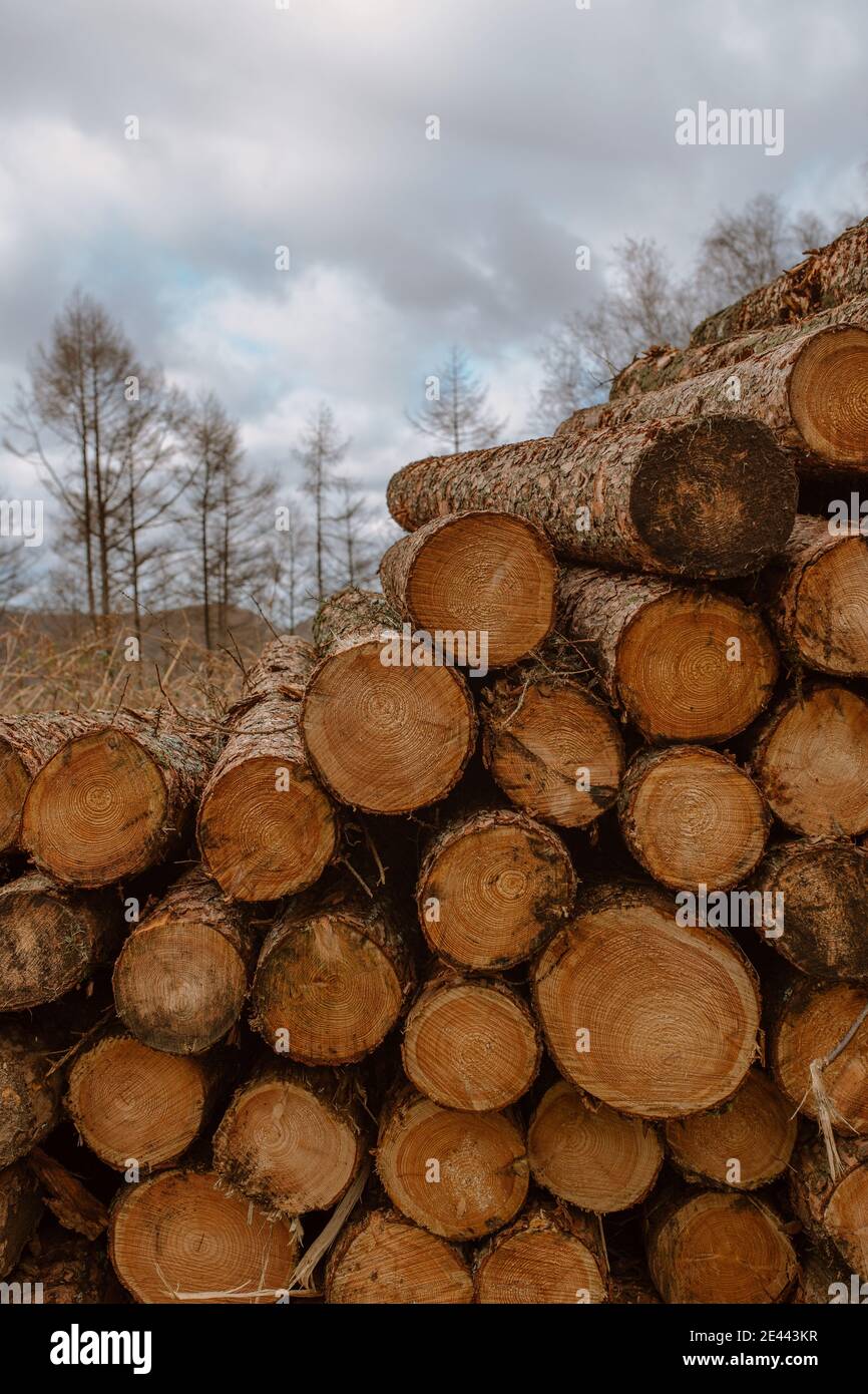 Logs of different sizes hi-res stock photography and images - Alamy