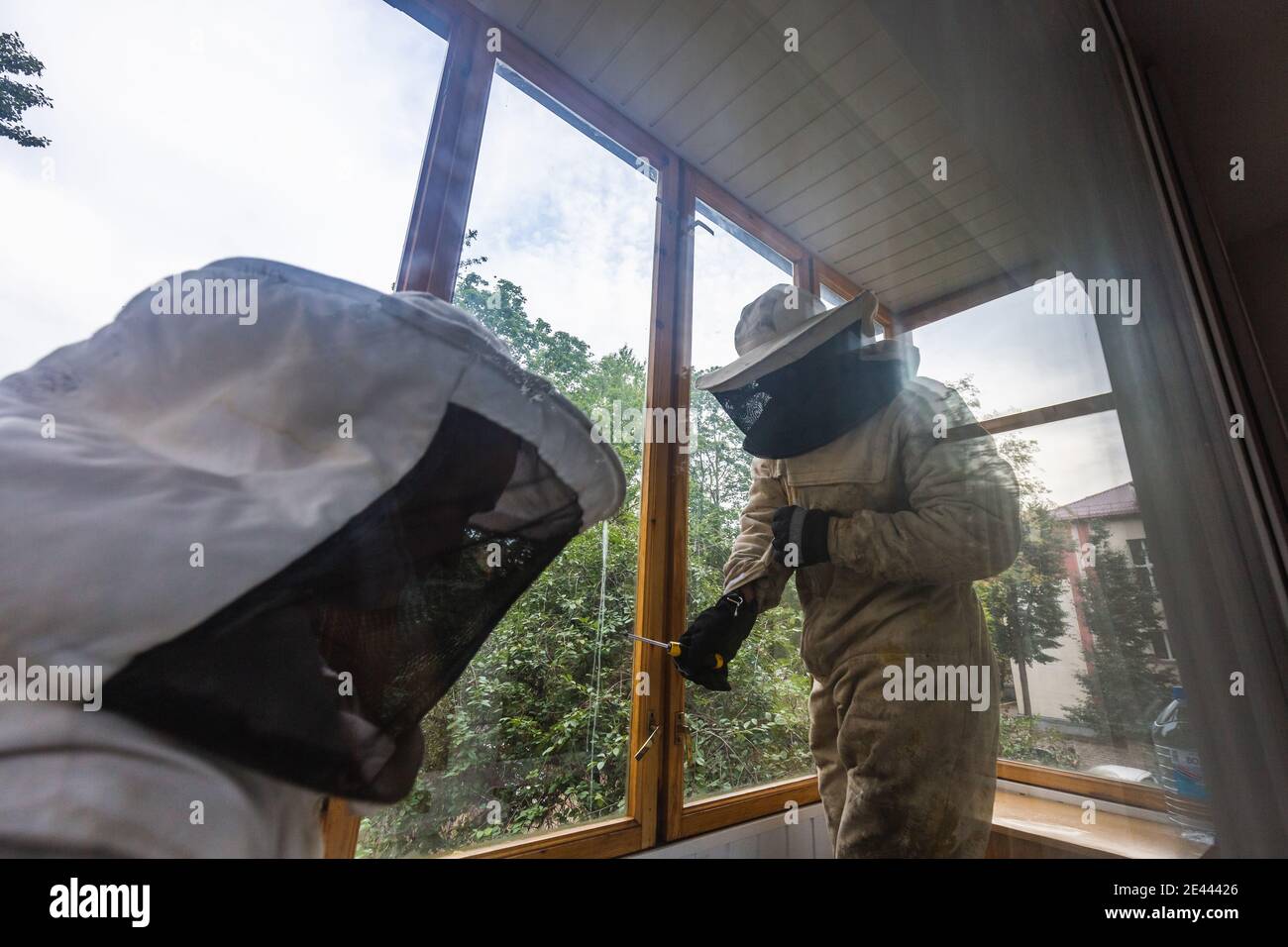 Destruction of the bee nest Stock Photo - Alamy