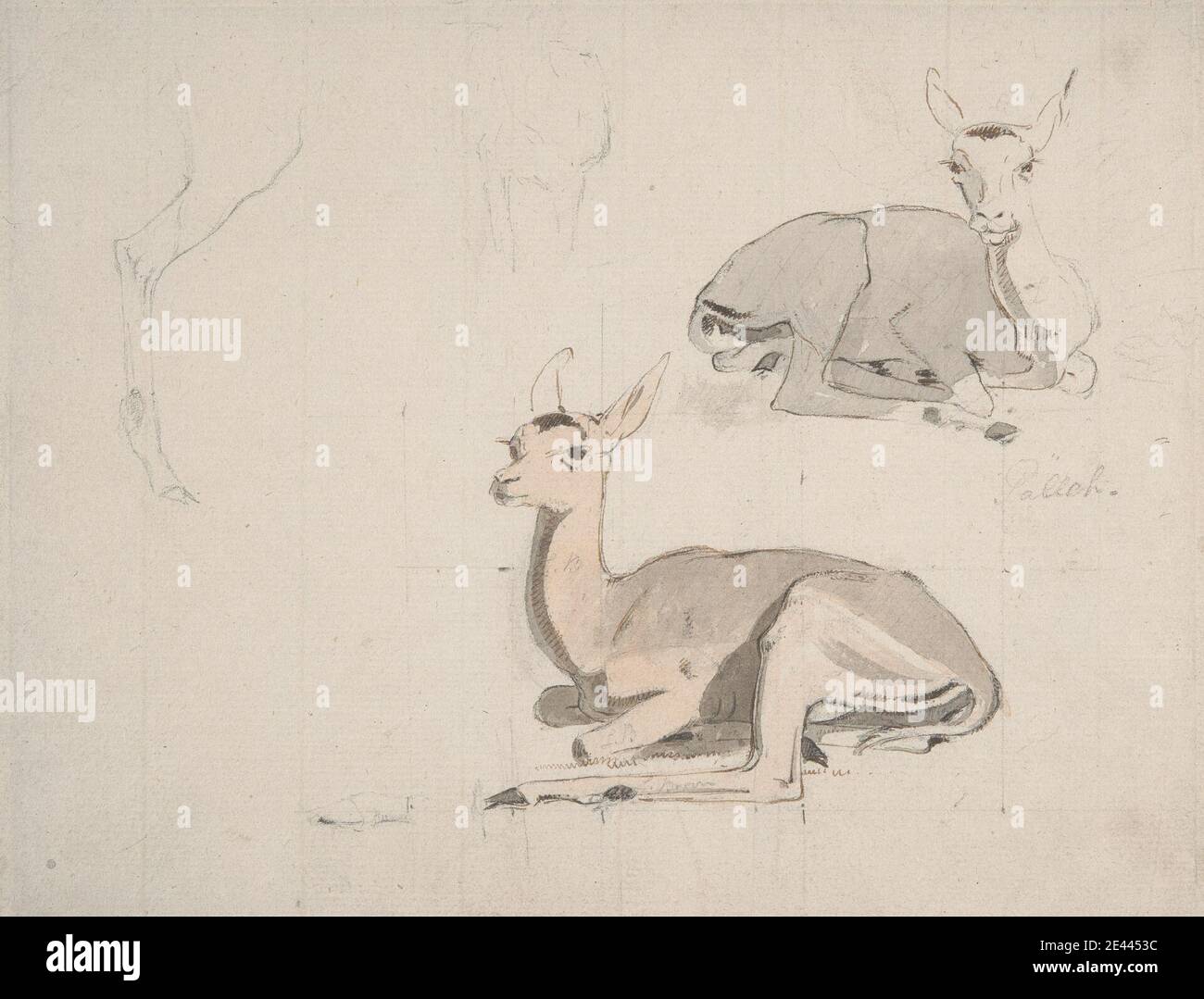 Samuel Daniell, 1775â€“1811, British, Studies of Young Pallah Deer ...
