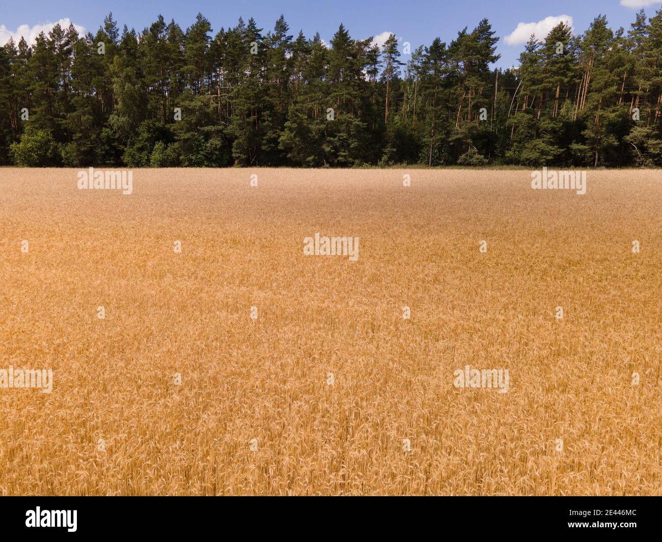 View from a flying drone, a field with green grass on a summer day ...
