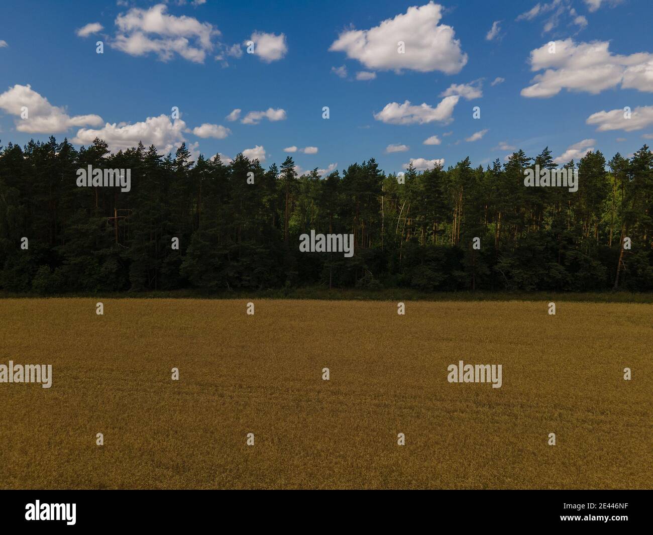 View from a flying drone, a field with green grass on a summer day ...