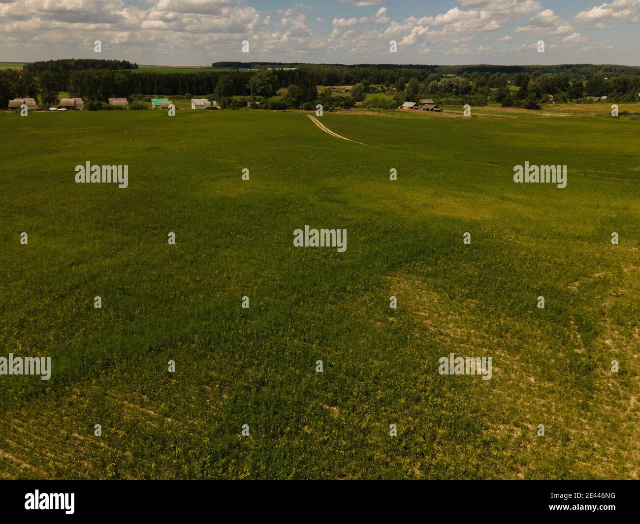View from a flying drone, a field with green grass on a summer day ...